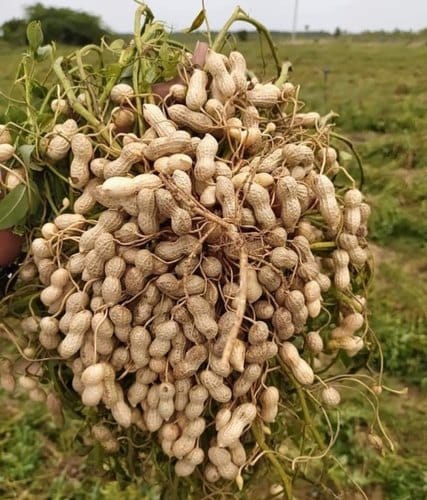 Raw and Unpolished Groundnuts, 1 KG
