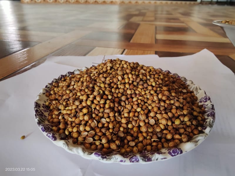 Coriander Seed