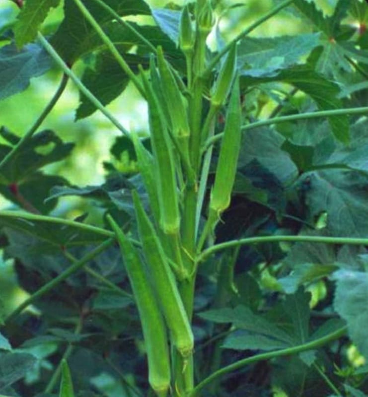 NSC Bhindi variety Arka Anamika Truthfully labelled seed