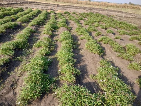 NSC Sweet Potato variety Sree Bhadra (200 no. of Vines)