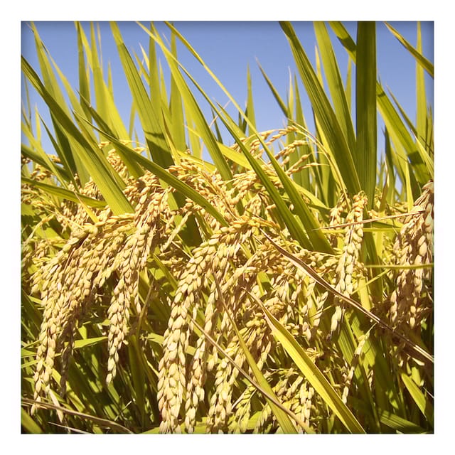 Premium Aromatic Rice (Vishnu Bhog) 500 Gms