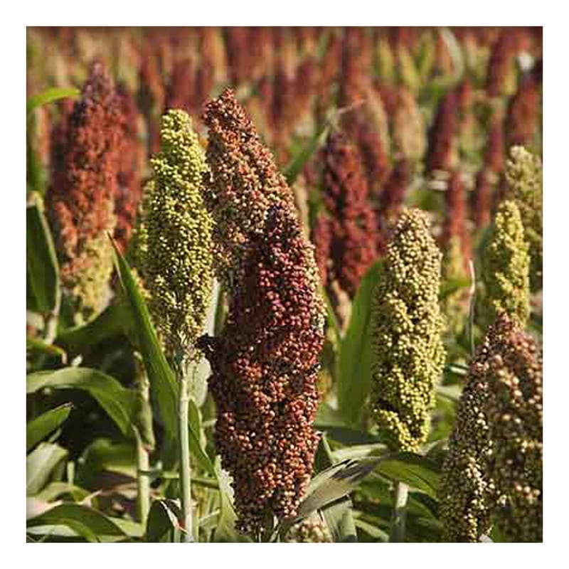Traditional Millet Jwar (Sorghum) 1kg