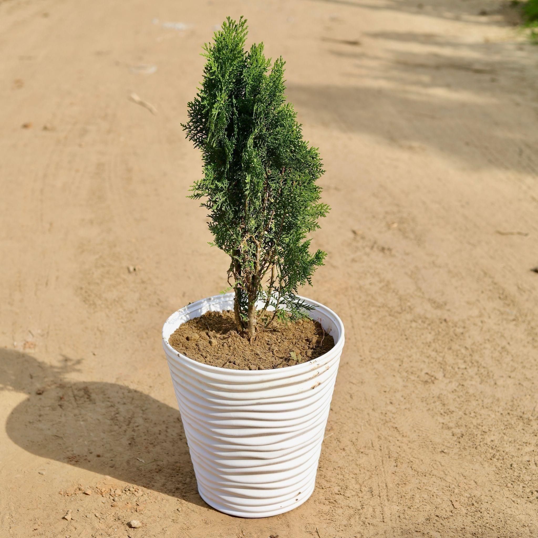 Morpankhi Desi In 12 Inch White Waves Designer Fiberglass Pot