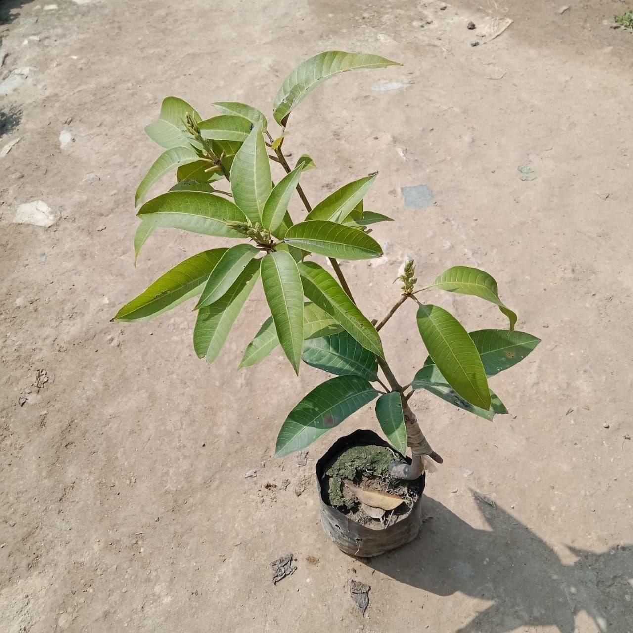 Mango Grafted In 5 Inch Nursery Bag