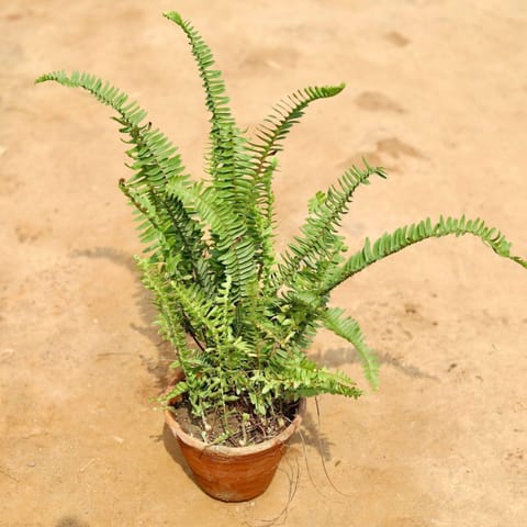 Fern Green in 4 Inch Clay Pot