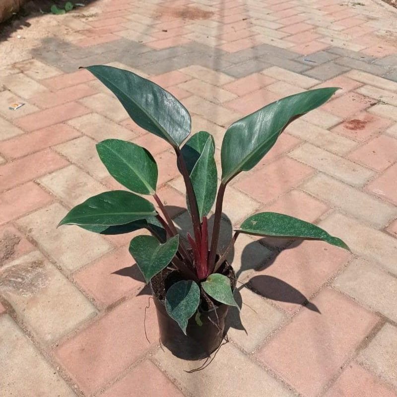 Philodendron Imperial Red Candide in 4 Inch Plastic Pot
