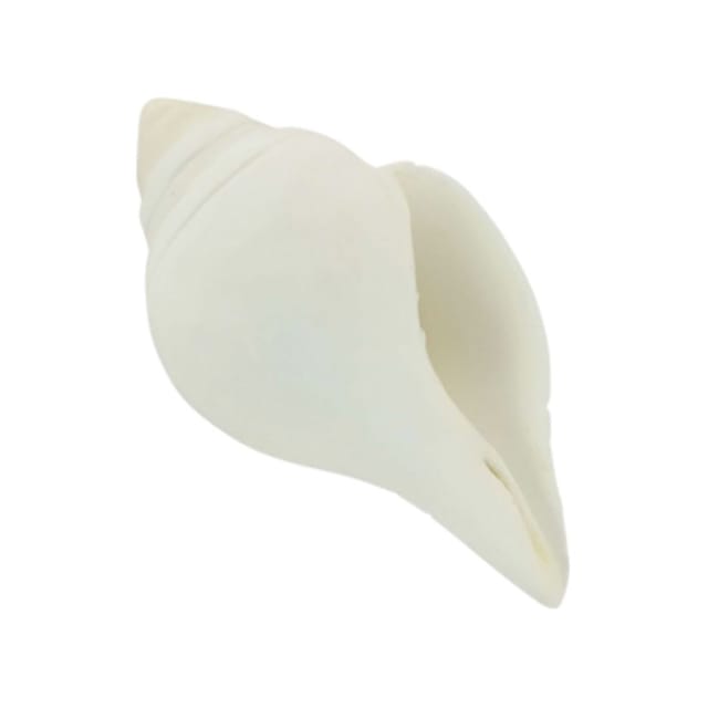 MAYAPURI Small Size Natural Jal Sankha/Sankh/Puja Sankha White Conch ...