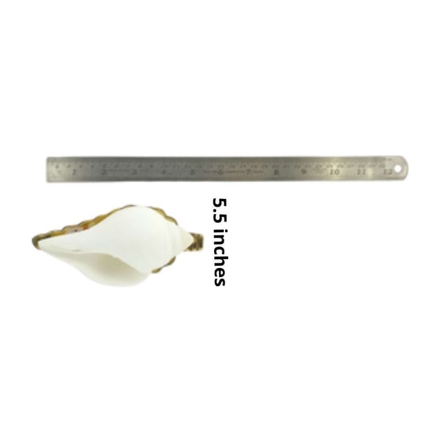 MAYAPURI Small Size Natural Jal Sankha/Sankh/Puja Sankha White Conch ...