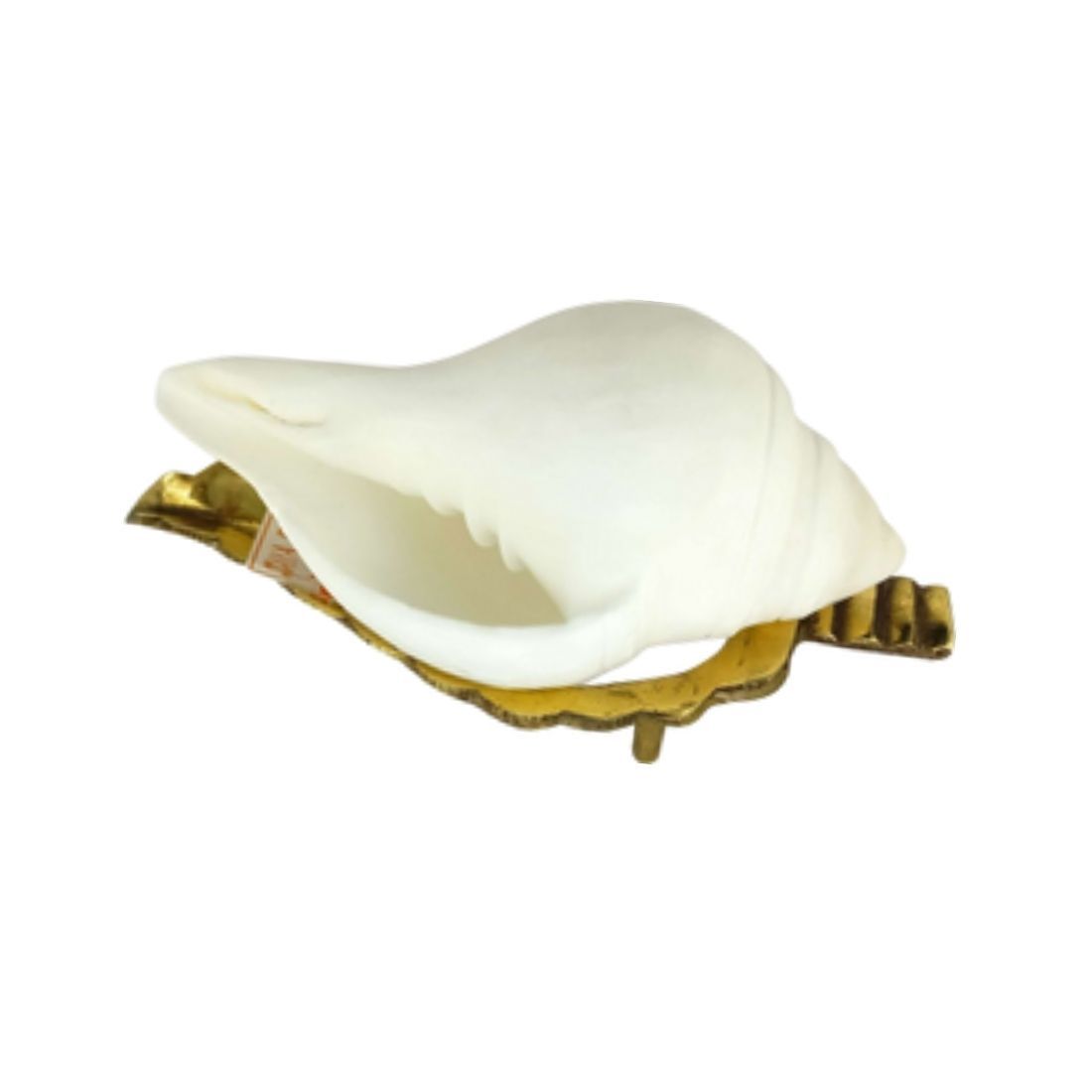 MAYAPURI Small Size Natural Jal Sankha/Sankh/Puja Sankha White Conch ...