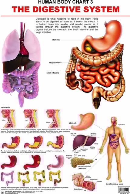The Digestive System Wall Chart (Human Body Chart) - Both Side Hard ...