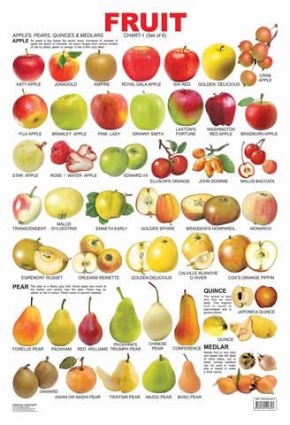 Pre-School Fruit Chart: Book 1 (English, Wall [Poster] Dreamland ...