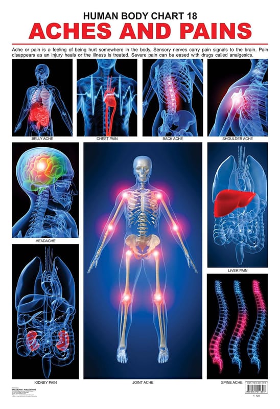 The Pains Wall Chart (Human Body Chart) - Both Side Hard Laminated ...