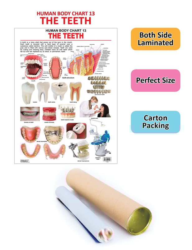 The Teeth Wall Chart (Human Body Chart) - Both Side Hard Laminated ...