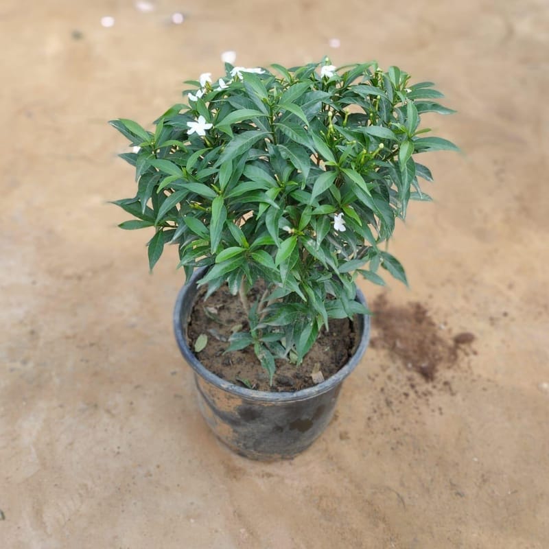 Dwarf Chandni (any colour) in 8 Inch Plastic Pot