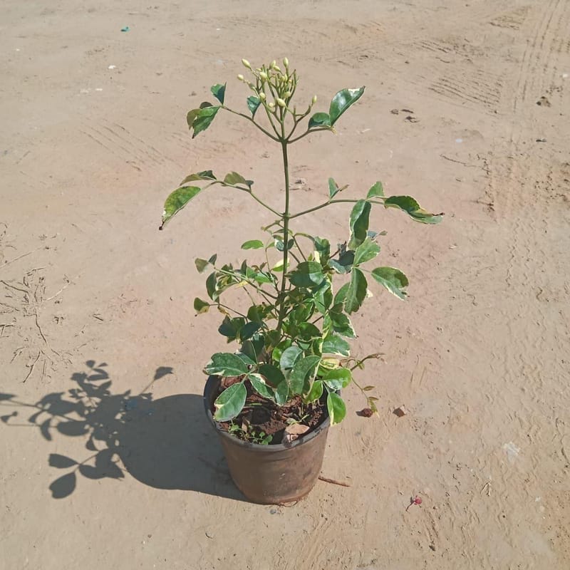 Tecoma Variegated Creeper (any colour) in 6 Inch Plastic Pot
