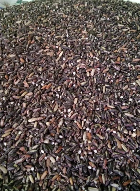 Manipuri Black Rice