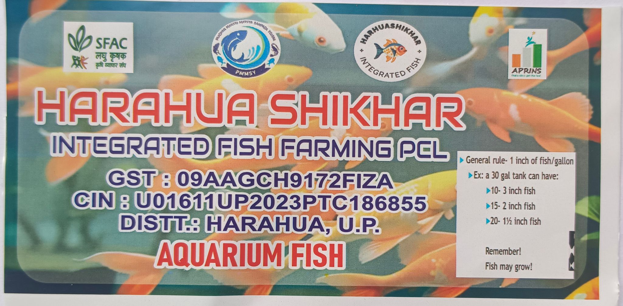 Gold Fish (Coloured Aquarium Freshwater Fish)