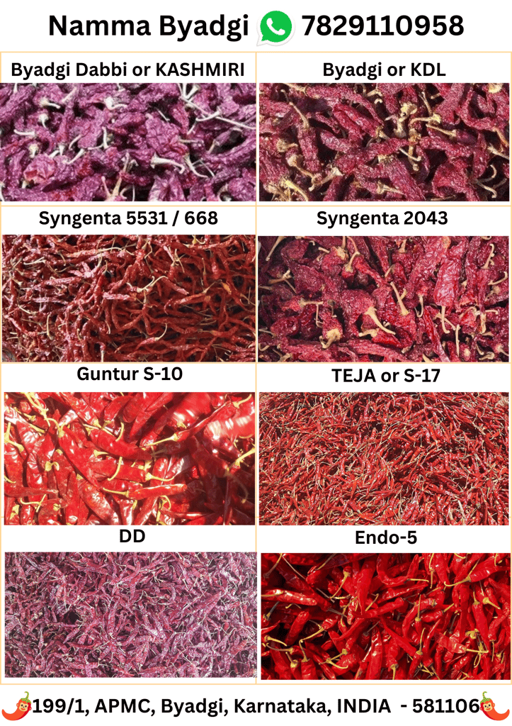 Syngenta 5531 Stemless Dry Chilli - 500 GMs | Adds Heat and Depth to ...