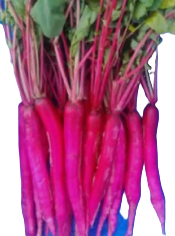 NSC Lal Mooli Kashi Lohit variety, 50 gram T/L seed