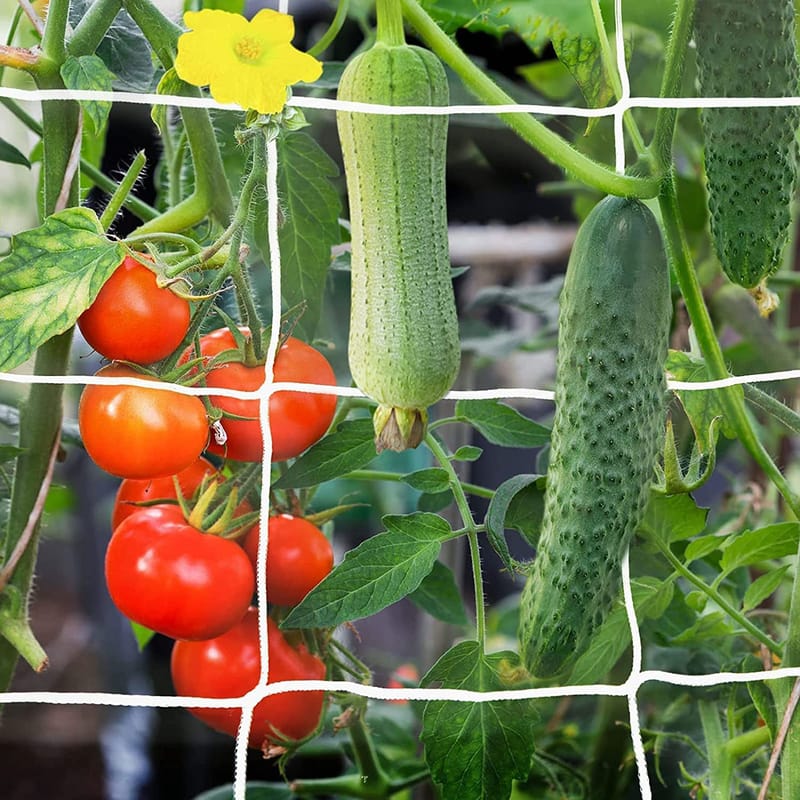 WNE Jaliwale Plant Climbing net & Creeper Net & Plant Trellis Net Plant ...