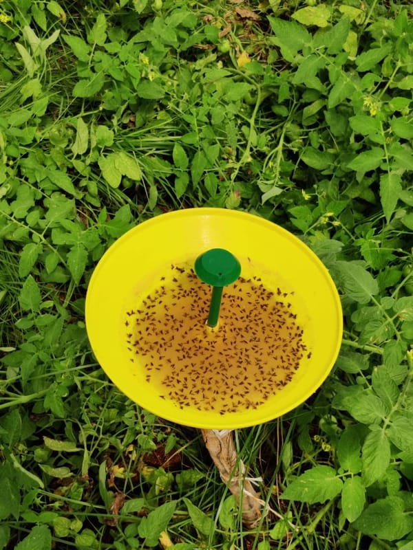 Farmroot Pheromone Lure for Tomato Leaf Miner with Trap (Tuta absoluta)