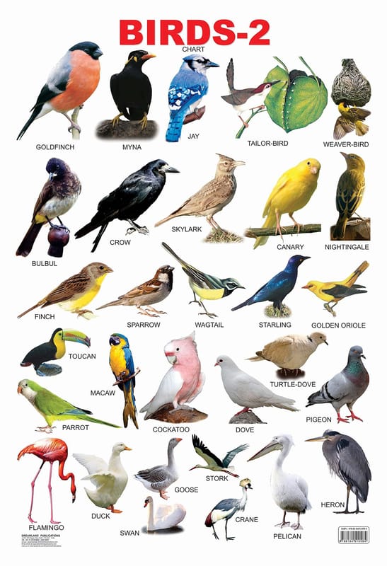 Birds-2 Educational Wall Chart For Kids - Both Side Hard Laminated (Size 48 x 73 cm) [Poster ...