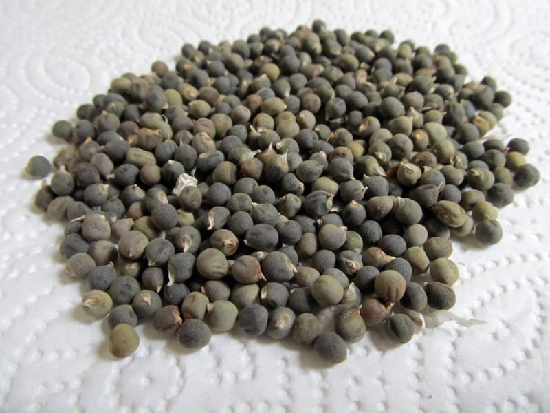 Bhindi Kashi Lalima T.L Seeds