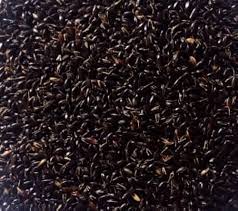 NSC Fodder Sorghum CSV-33 Variety, 1 Kg Certified Seed Bag