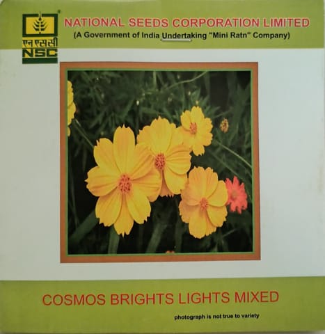 Cosmos brights Lights Mixed