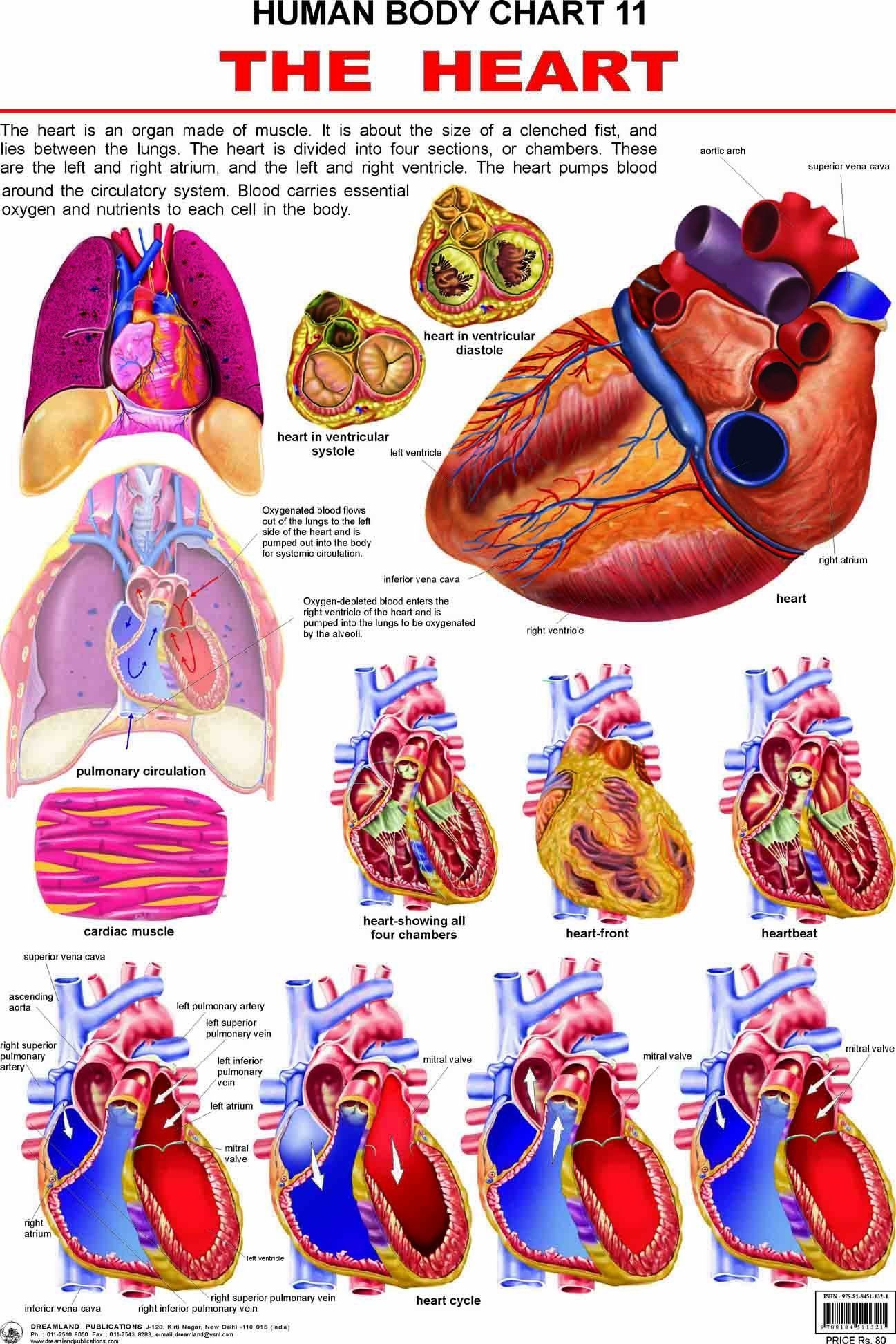 The Heart Wall Chart (Human Body Chart) - Both Side Hard Laminated ...