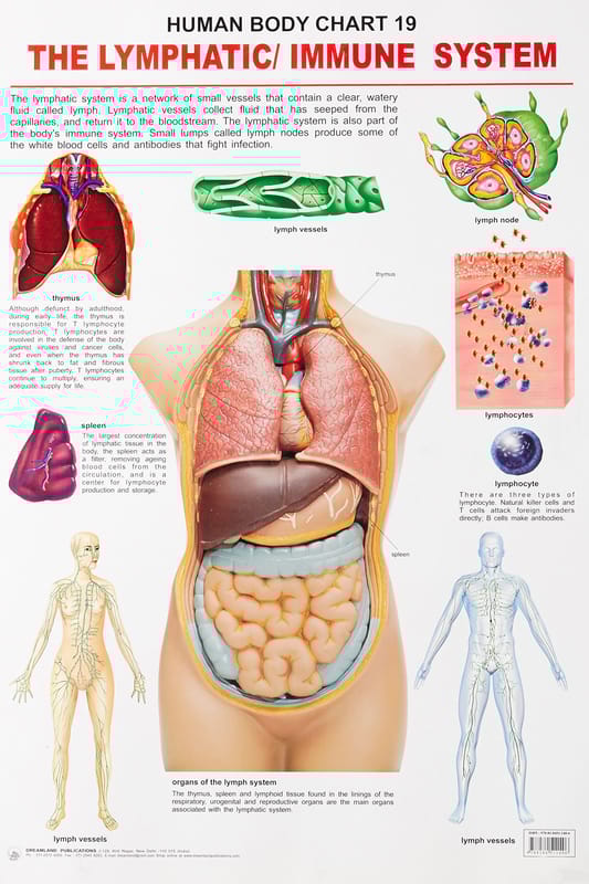 The Lymphatic/Immune System Wall Chart (Human Body Chart) - Both Side ...