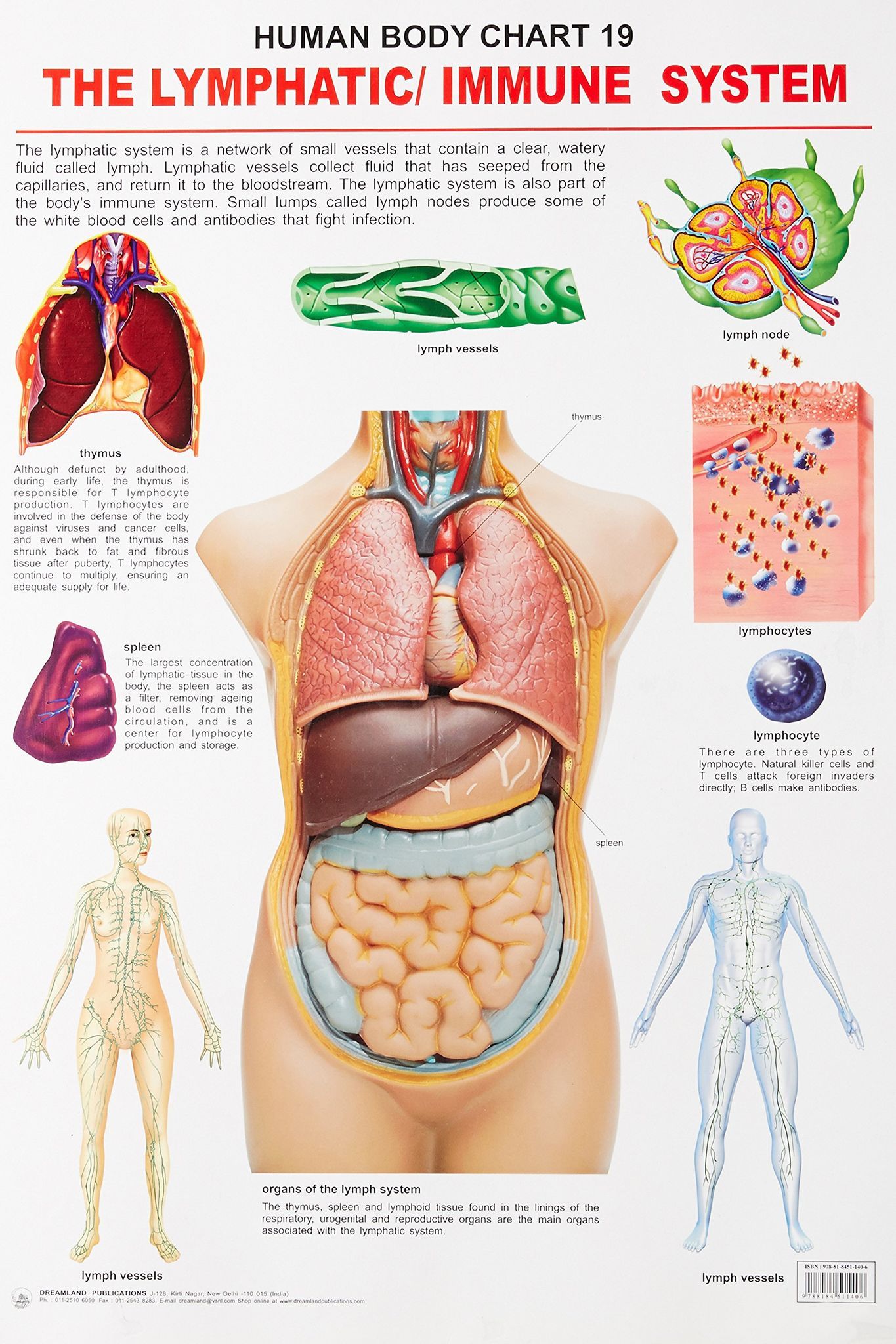 The Lymphatic/Immune System Wall Chart (Human Body Chart) - Both Side ...