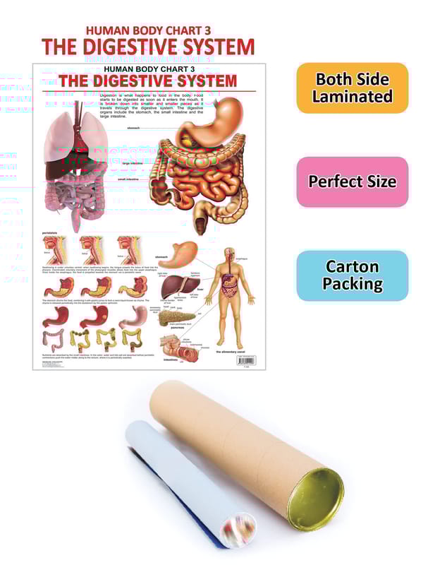 The Digestive System Wall Chart (Human Body Chart) - Both Side Hard ...